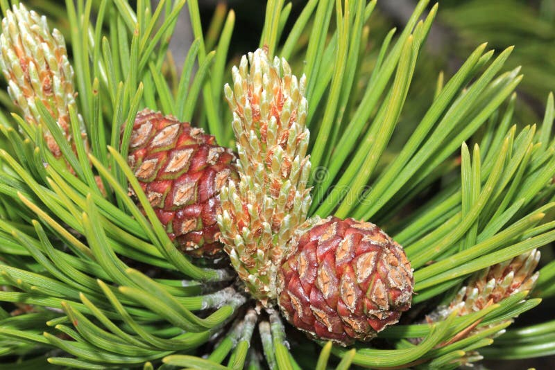 The Cones of a Mugo Pine (pinus Mugo) Stock Photo - Image of cone, gemma: 49716664