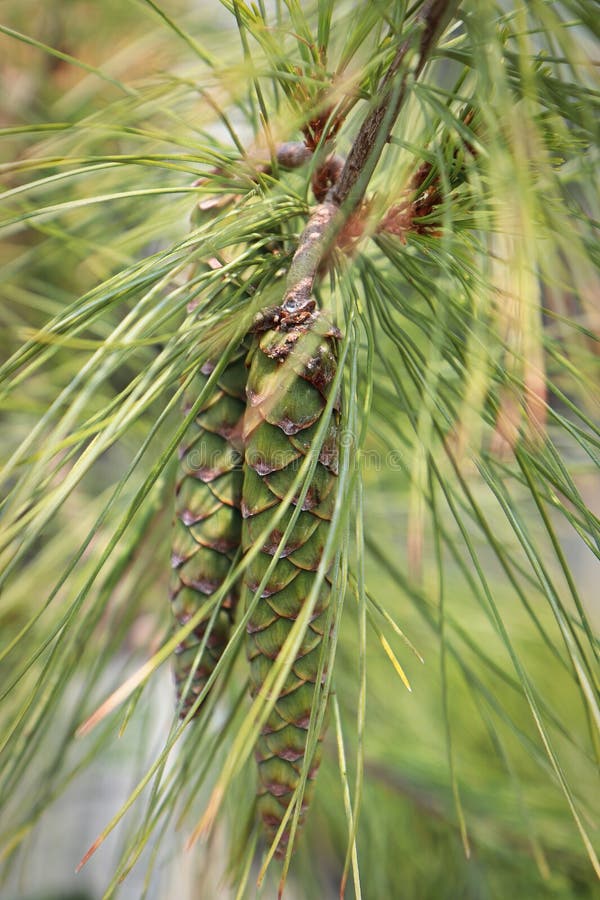Cones and Needles on a White Columnar Pine Tree Stock Photo - Image of ...