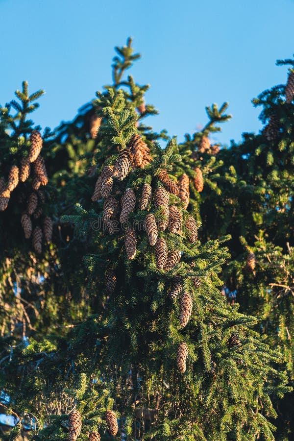 Cones of a Norwegian Spruce Tree Stock Image - Image of grythengen ...