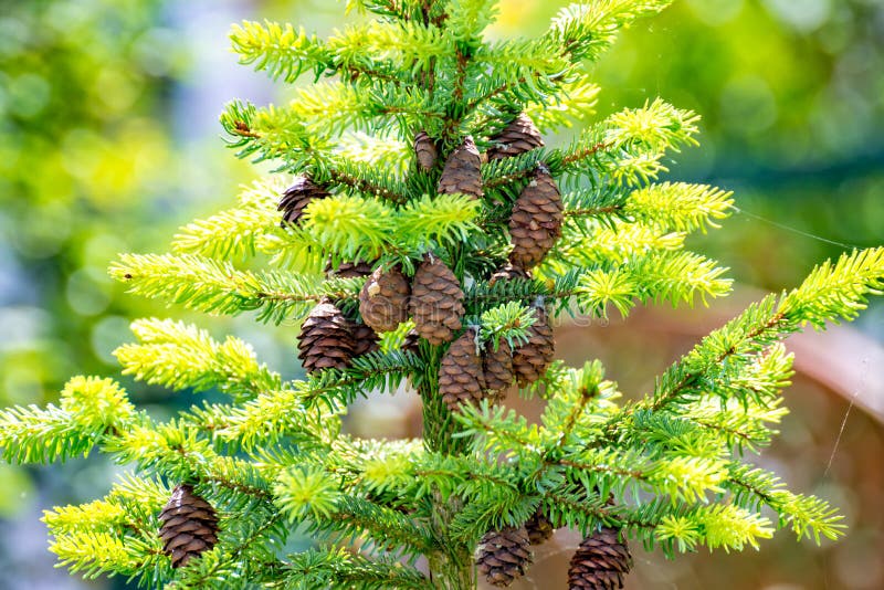 Cones of a Pine Hang on the Tree Stock Photo - Image of pinecone, macro ...