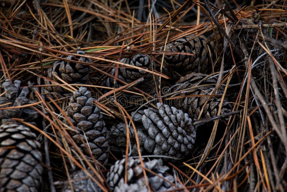 Cones in pine needles stock photo. Image of pine, nature - 91202654