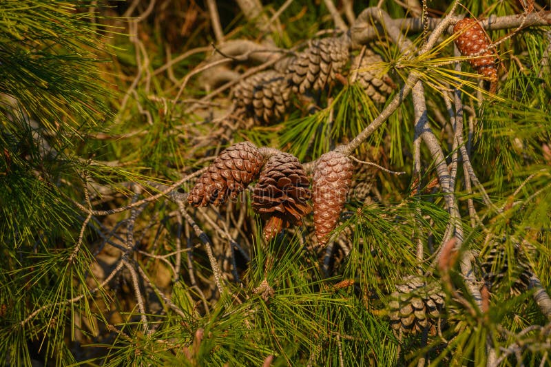 Cones on a Pine Tree Branch in Cyprus 3 Stock Photo - Image of ...