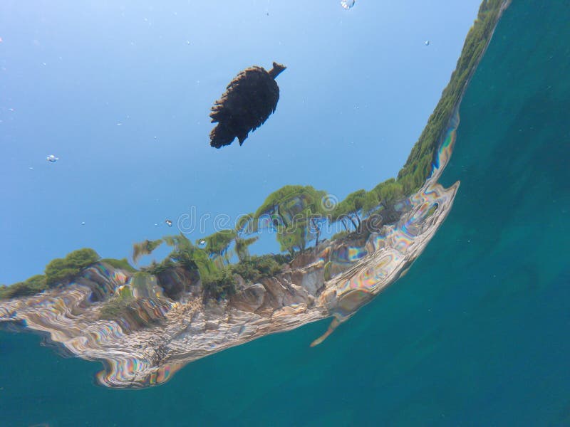Cones Pinecone Floating Blue Sea Stock Photos - Free & Royalty-Free ...