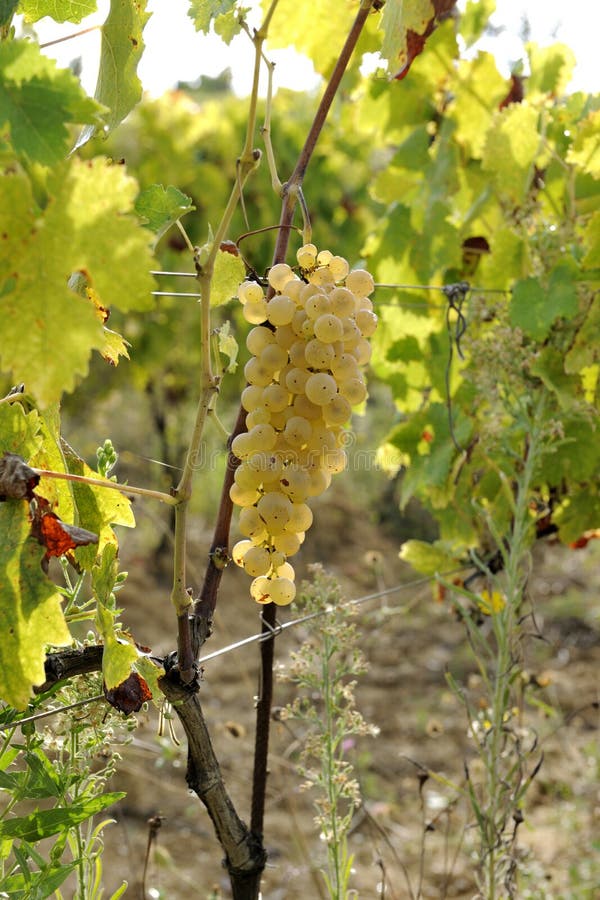 Cones of ripe white grapes stock photo. Image of trebbiano - 61691232