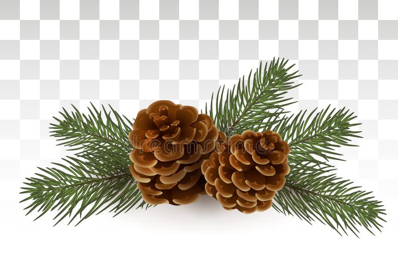 Pine Branch Cones Stock Illustrations – 32,896 Pine Branch Cones Stock Illustrations, Vectors ...
