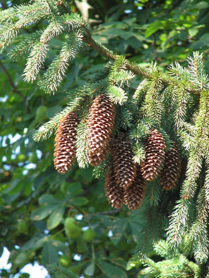 Cones on the tree stock image. Image of beauty, coniferous - 195276165