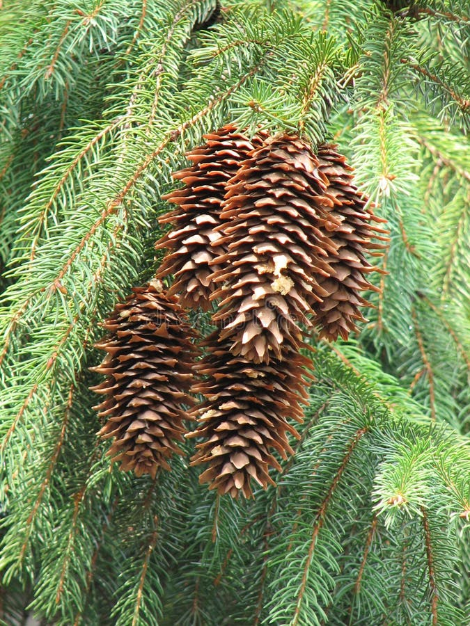 Cones on the tree stock image. Image of shot, branches - 195276379