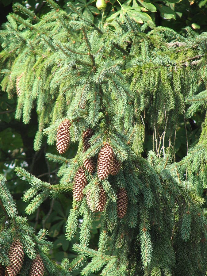 Cones on the tree stock photo. Image of harvest, cones - 195280178