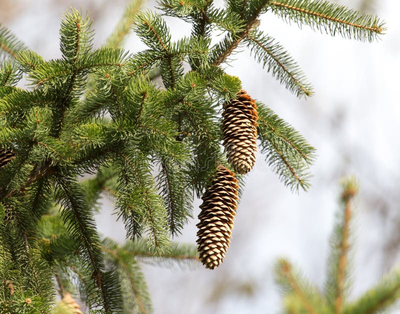 Cones on the Tree in Nature Stock Image - Image of cone, pine: 112102311
