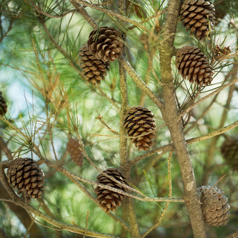 Cones on a tree stock photo. Image of evergreen, green - 49787302