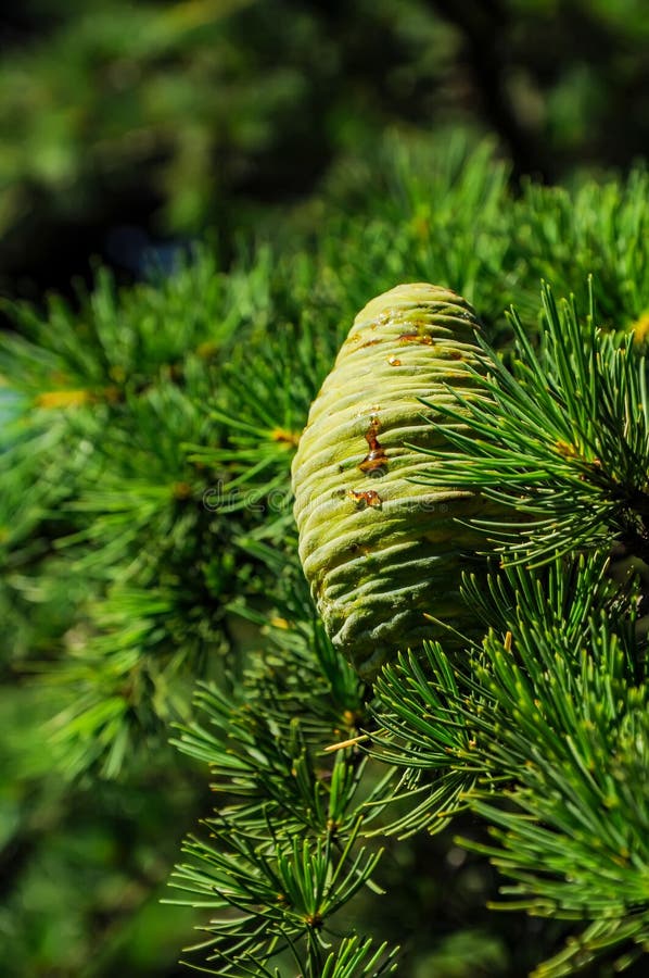 Cones on trees. stock image. Image of lush, christmas - 221026061