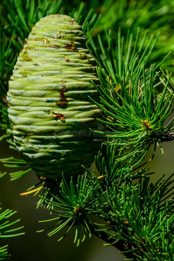 Cones on trees stock image. Image of pine, lawn, christmas - 88166043