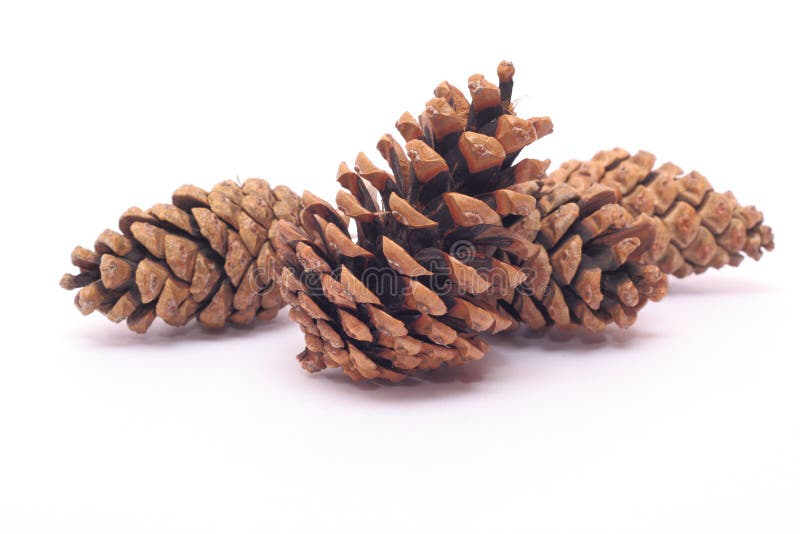 Cones on a White Background Stock Photo - Image of white, cone: 21784586