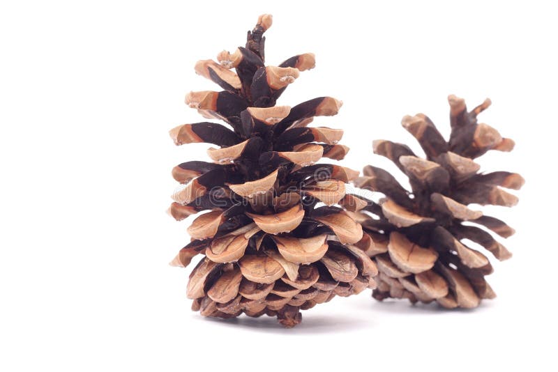 Cones on a White Background Stock Photo - Image of white, cone: 21784586