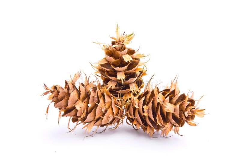 Cones on white background stock image. Image of object - 28130155