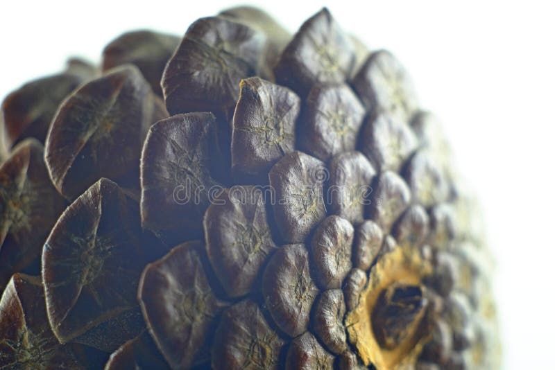 Cones on a White Background Stock Photo - Image of design, decorative ...