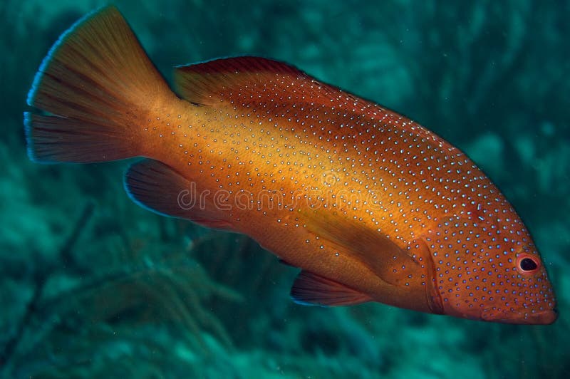 Coney cephalophis stock image. Image of florida, fish - 7280123