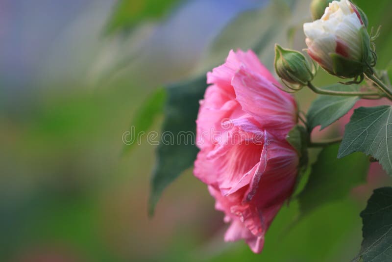 Confederate Rose Flower stock image. Image of bulrush - 77997329