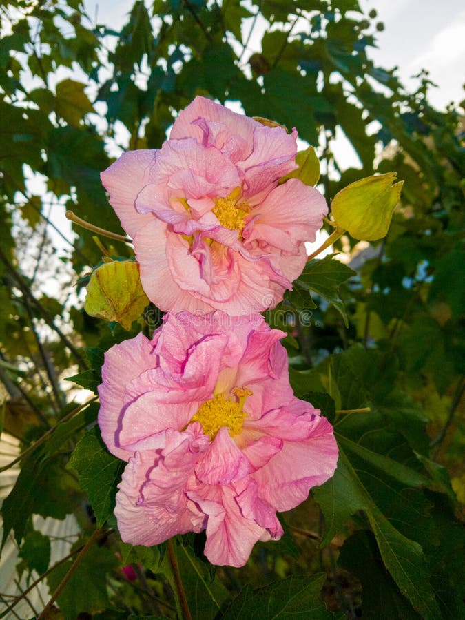 Confederate Rose. Shot in Georgia Stock Photo - Image of white, nature ...