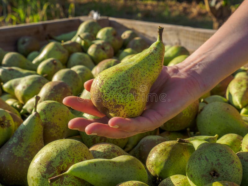 Pears at the Farmer`s Market Stock Image - Image of food, farmers ...