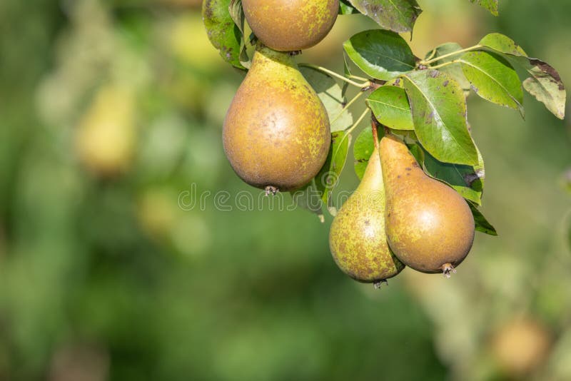 Conference pears stock photo. Image of outdoor, food - 195931990