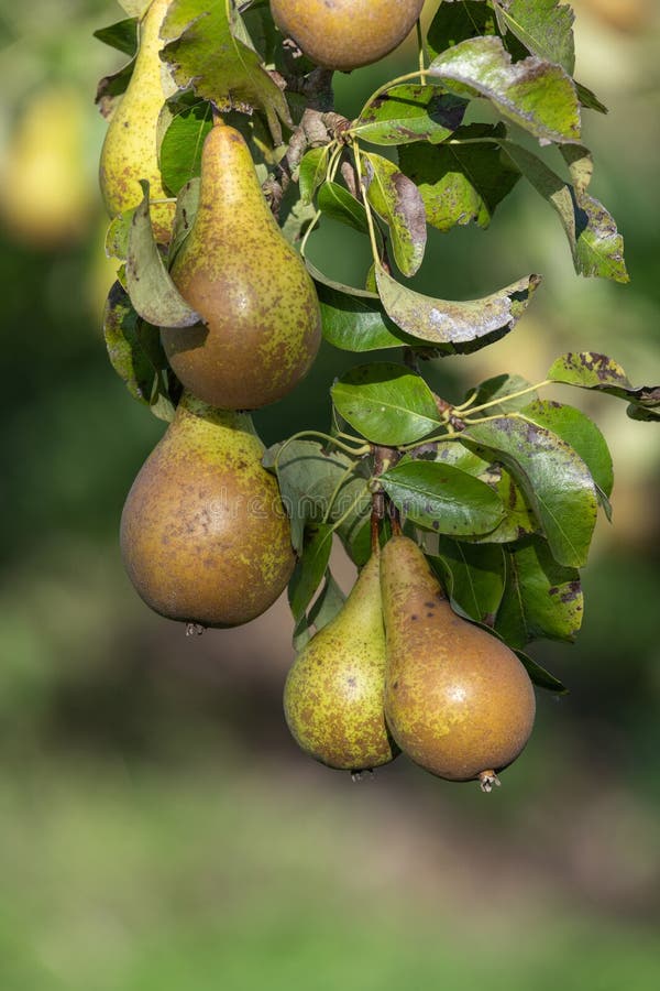 Conference pears stock photo. Image of nature, healthy - 195932684