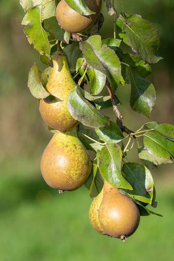 Conference pears stock photo. Image of health, pear - 196346072