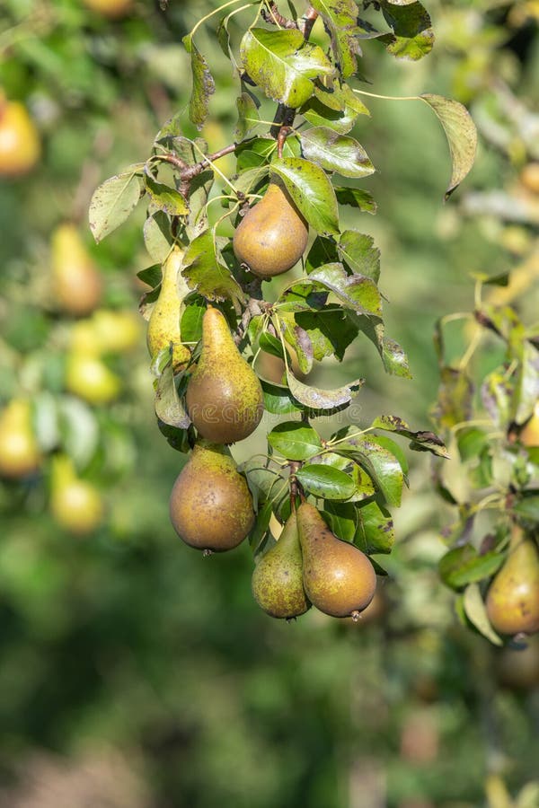 Conference pears stock image. Image of eating, organic - 196346189