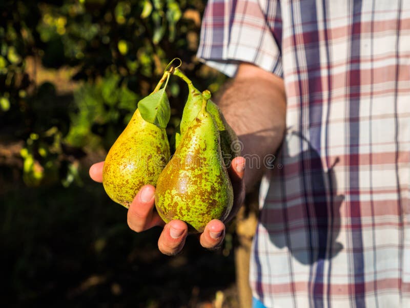 Conference Pears Collected at Harvest Stock Photo - Image of basket ...