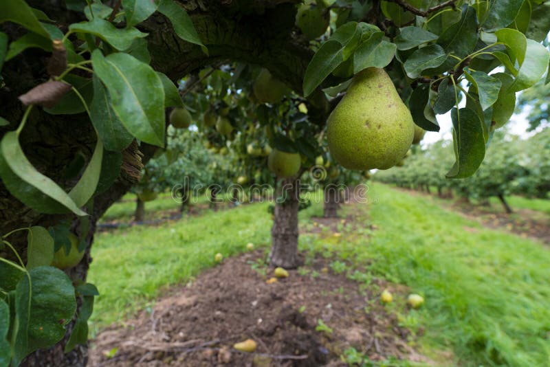 Conference Pears in an Orchard Stock Image - Image of crop, organic ...