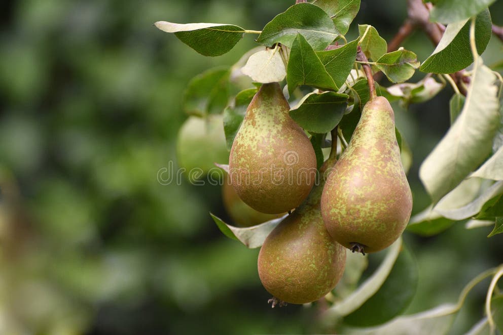 Conference Pears on a Pear Tree Stock Image - Image of 1885, orchard ...