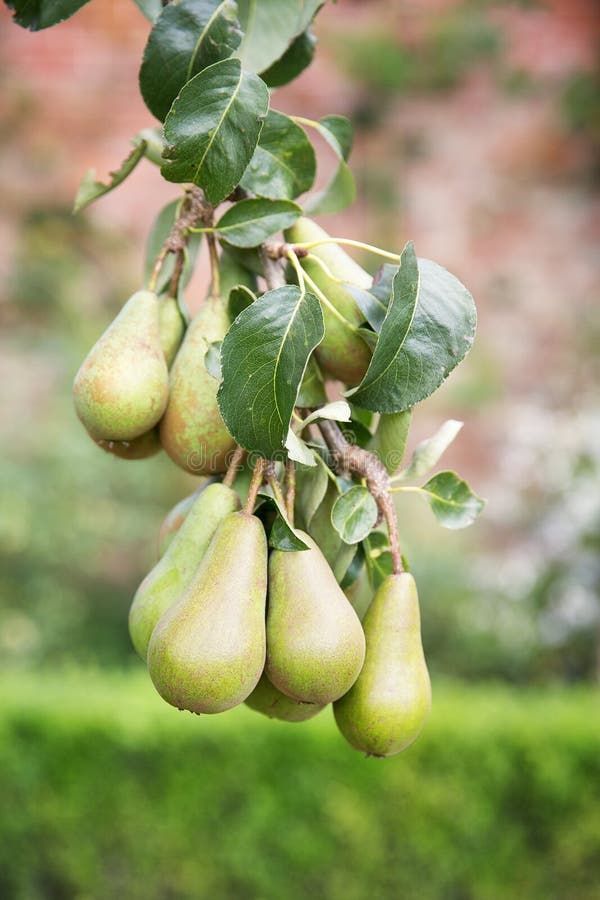Conference pears stock photo. Image of growing, delicious - 43040710