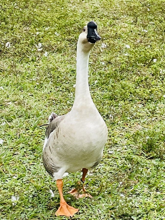The Confident Goose Walking in the Grassy Land Stock Image - Image of ...