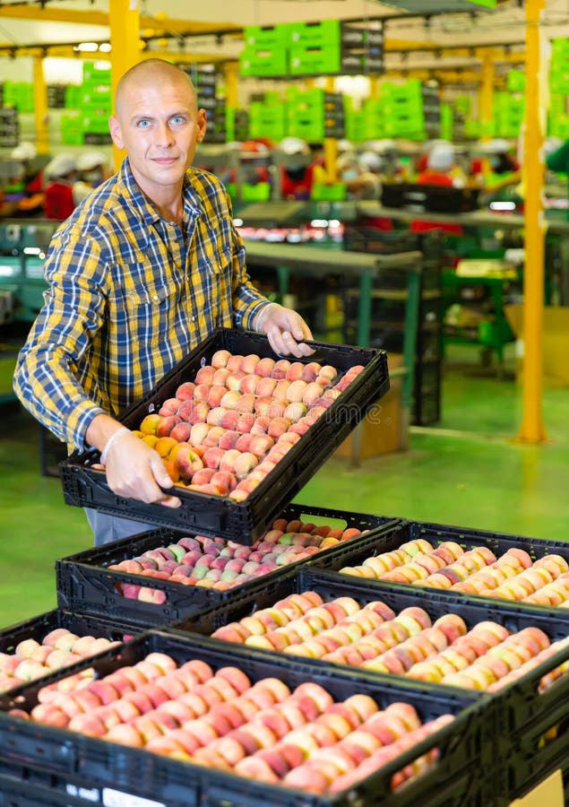 Confident Loader Carrying Box with Fresh Peaches at Sorting and ...