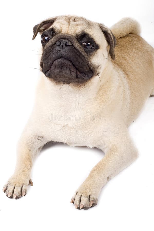 Rear View of a Pug Isolated on White Stock Photo - Image of animal ...