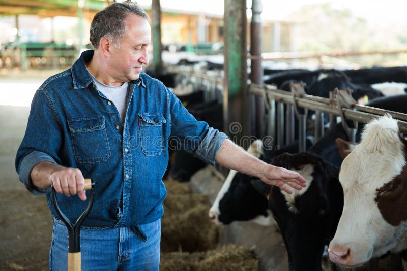 Confident Man Owner of Dairy Farm Stock Photo - Image of adult, stall ...
