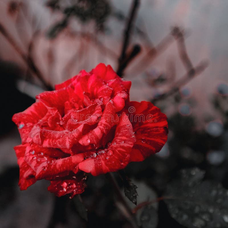 The Confident Red Rose stock photo. Image of petal, flower - 200850644