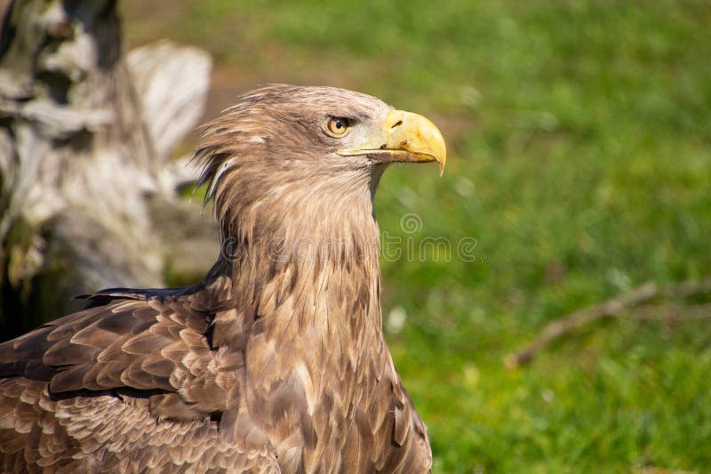 Confident and Victorious White-tailed Eagle. Stock Photo - Image of ...