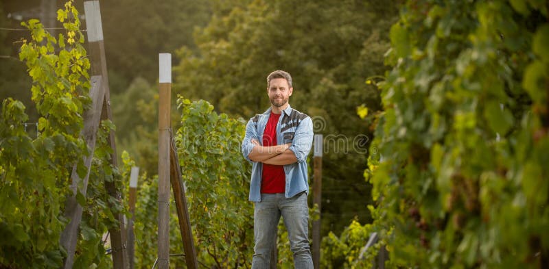 Confident Vinedresser Standing at Winery Farm, Vintner Stock Image ...