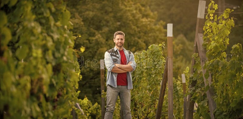 Confident Vinedresser Standing at Winery Farm, Vintner Stock Photo ...