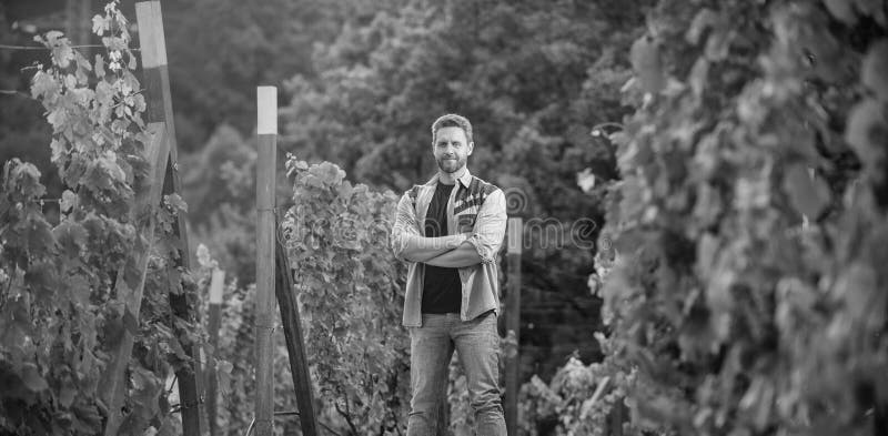 Confident Vinedresser Standing at Winery Farm, Vintner Stock Photo ...