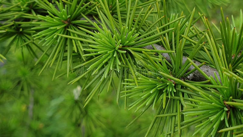 142 Confier Stock Photos - Free & Royalty-Free Stock Photos from Dreamstime