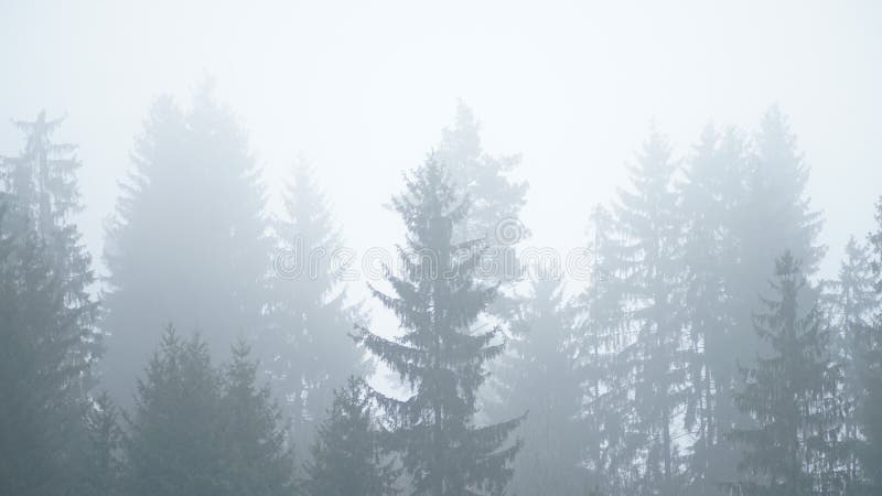 Confiers in the Misty Weather Stock Photo - Image of mysterious ...