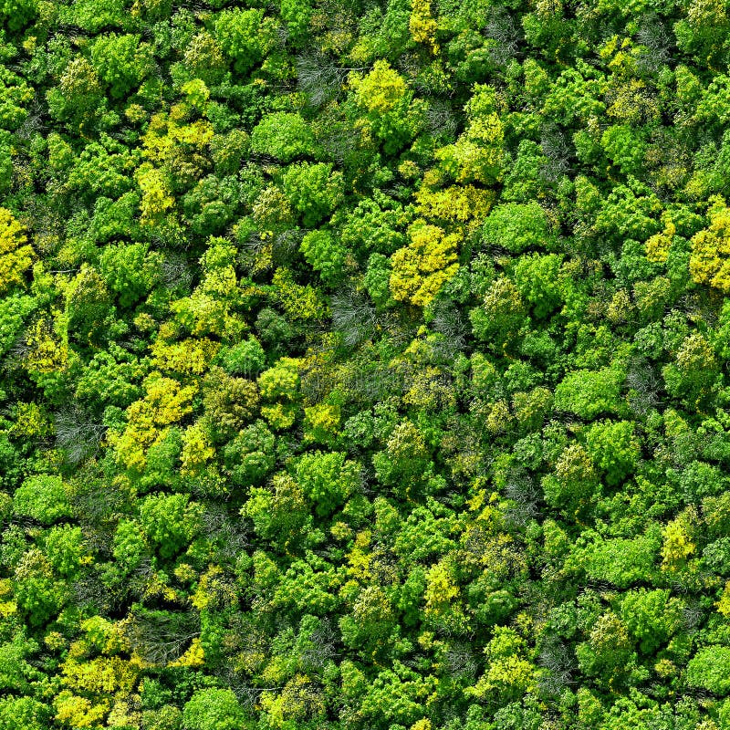 Haut En Bas De Vue Aérienne De Forêt Verte D'été Avec Beaucoup D'arbres ...