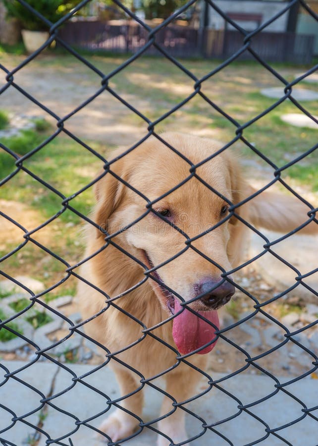 Confine Dog stock image. Image of focus, honest, gold - 79309257