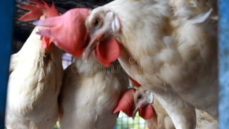 Confined Forced Livestock Poultry Chickens Helpless in Cage Stock Video ...