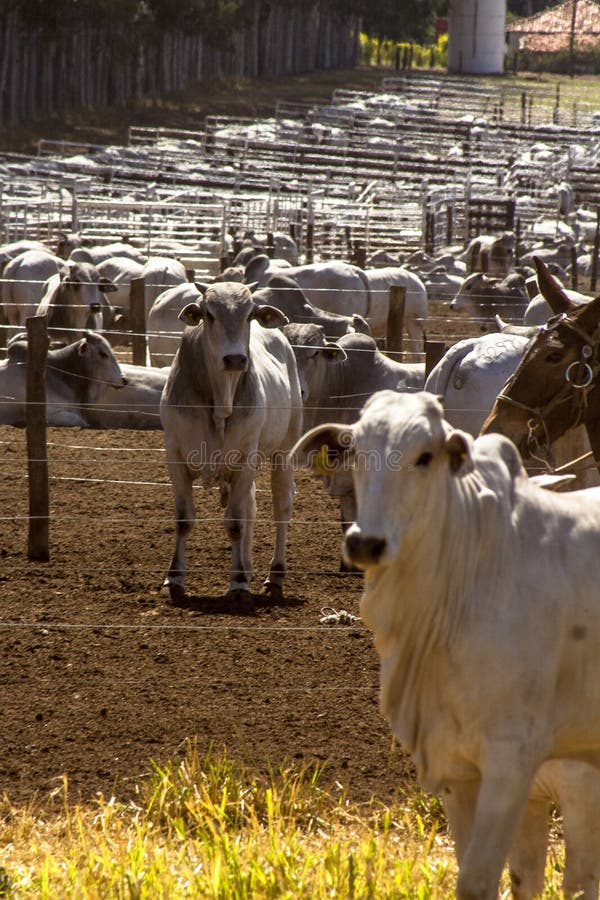 Confinement editorial photography. Image of feed, environment - 63417852