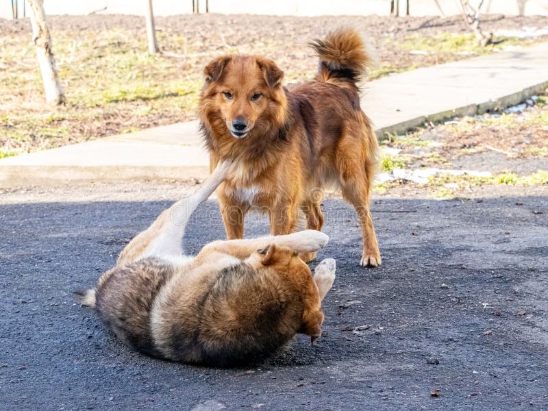 Conflict between Dogs. Dog Barks at a Dog Lying Down Stock Photo ...