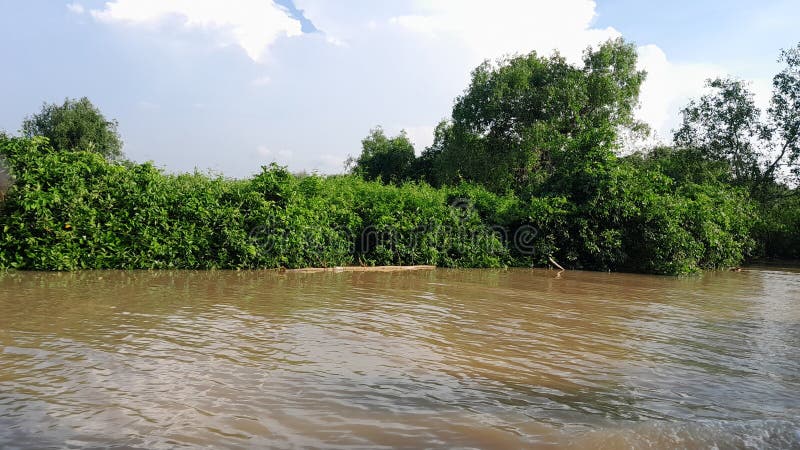 Confluence of River and Sea Water Stock Photo - Image of tree, marsh ...