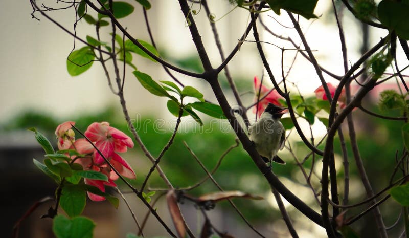 Confused Bird stock photo. Image of flora, nature, garden - 168375844
